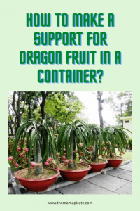 How to make a dragon fruit trellis at home?