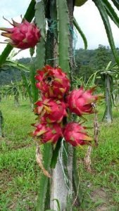 How to make a dragon fruit trellis at home?