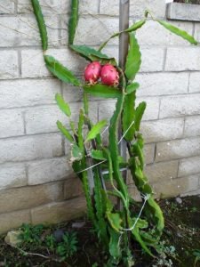 How to make a dragon fruit trellis at home?